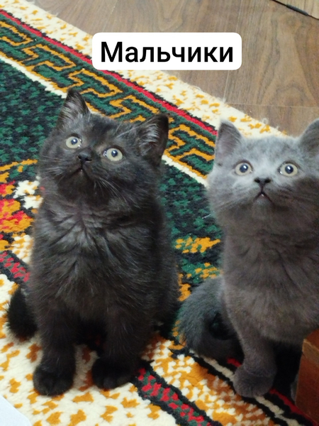 Продаются британский котята 100$
