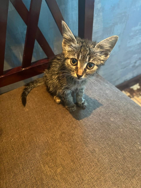 Бесплатно котята в ответственные руки