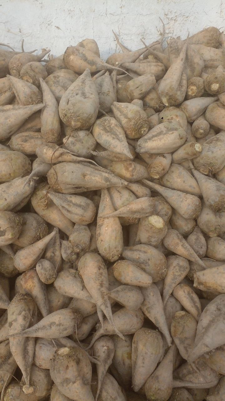 shakar lavlagi sotiladi mol lavlagi emas