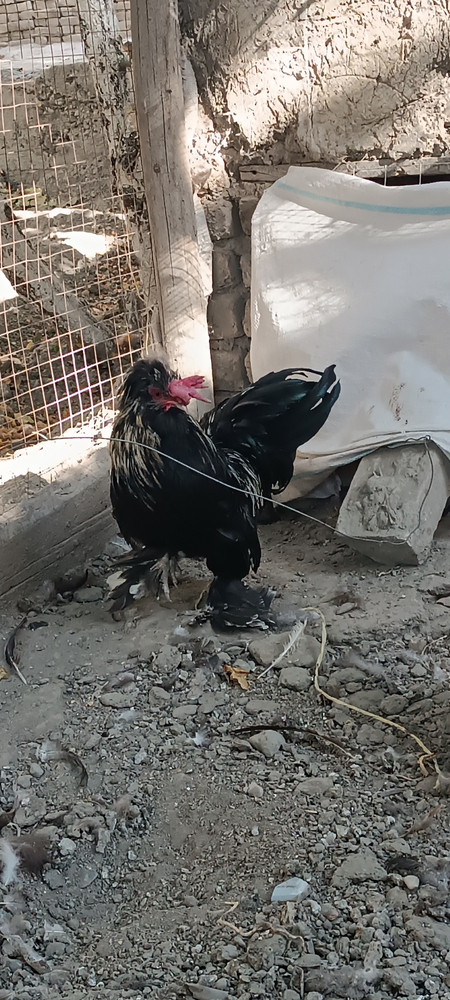 Yapon tovuqlar sotiladi oila