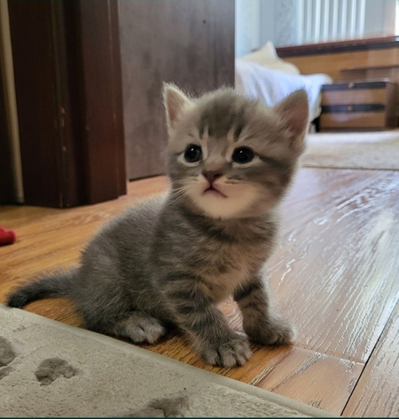 Породистые котята