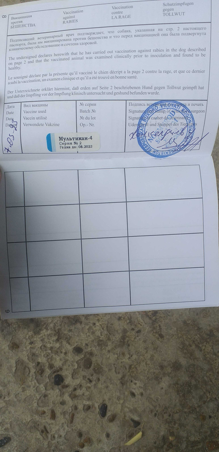 Хаски сотилади 2 ёш киз хали тугмаган
