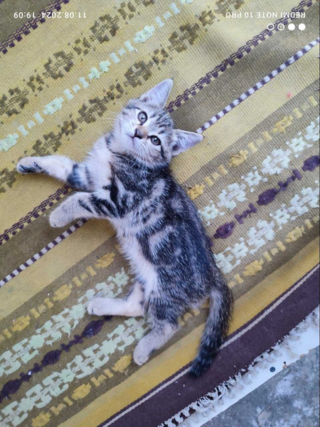 Отдам в добрые и ответственные руки котята