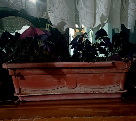 Arzon xonaki gullar
