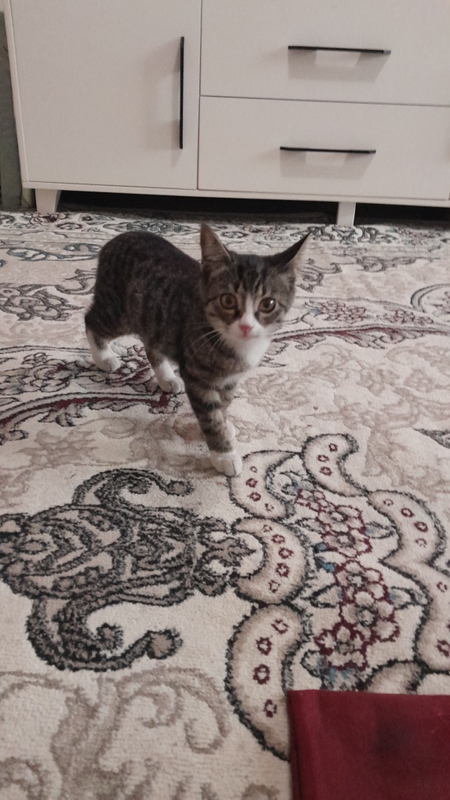 Котёнок 2,5 месяца