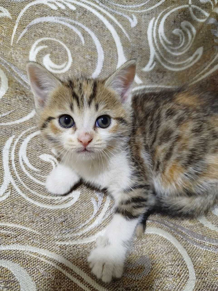 Продам котят мама шиншилла