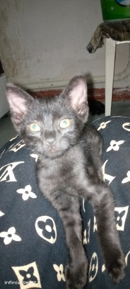 Котята в хорошие и добрые руки!Яхши кулларга мушукчалар.