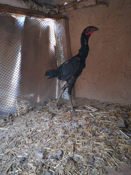 Ganoy jojala sotiladi srochna 2+1