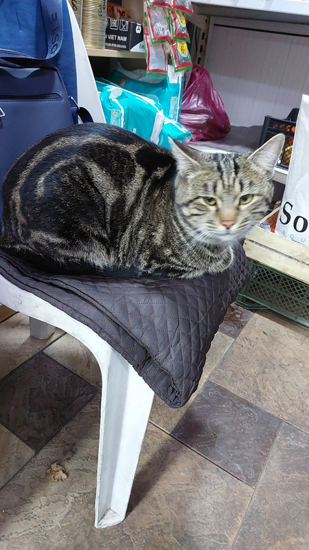 American Shorthair cat cats mushuk