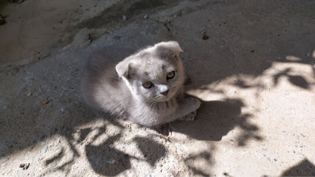 котята фолд и страйт