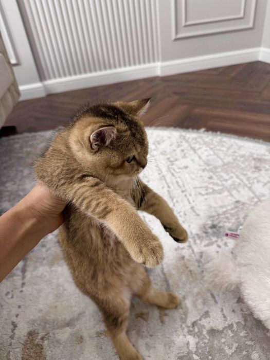 Продаётся Котик Золотая шиншилла