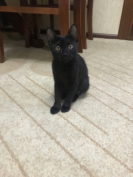 Котенок в добрые руки