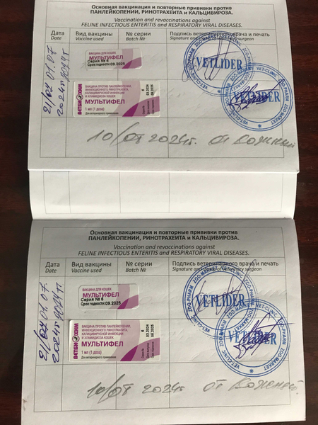 Британские котята