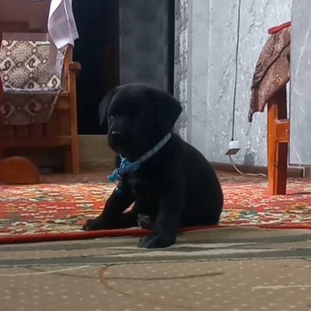 Алабай сотилади эркаг