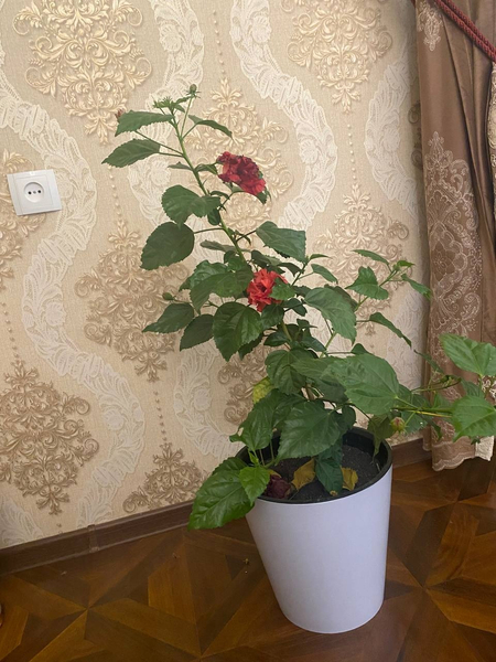 Xona gullari | Комнатные цветы
