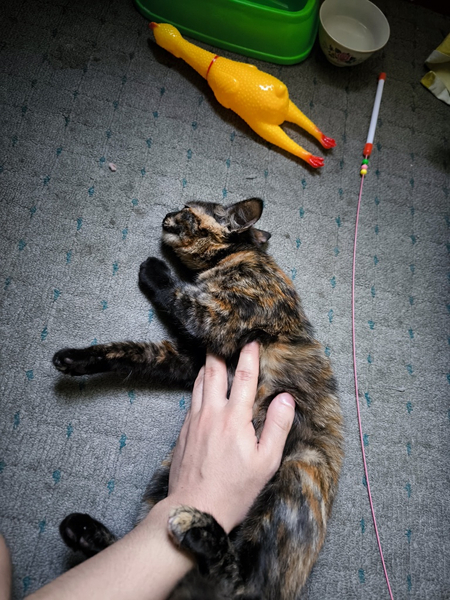 Шотландка Кошка Черепаха расцветка
