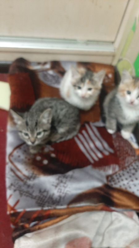 Котятки весёлые,  ласковые и игривые