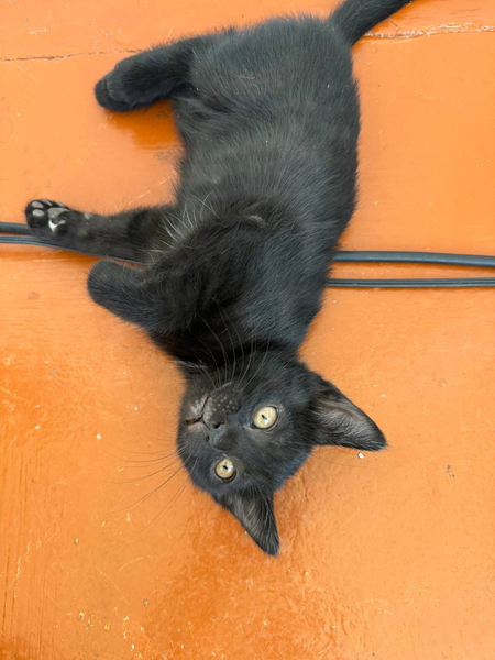 Котята в ответственные руки