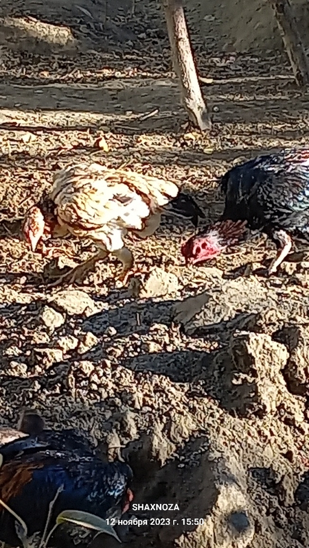 KUlangi tovuqlar...