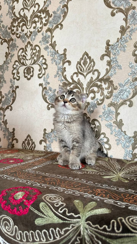 Скоттиш фолд scottish fold