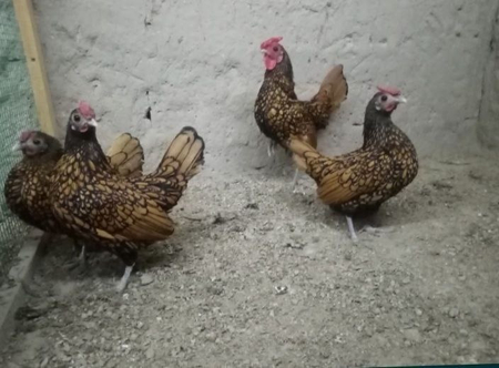 Sibray serebro zalatoy shamua