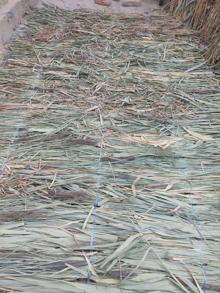 Xarxil turdagi qamichla bor 1 kv metr 6000 mindan