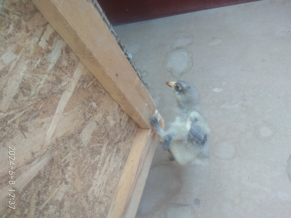 Brama jojalari stiladi uyda chiqrilgan boqish uchun