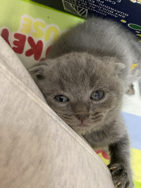 СРОЧНО !! Продаются котята милашки ,Страйд ,Фолд ,