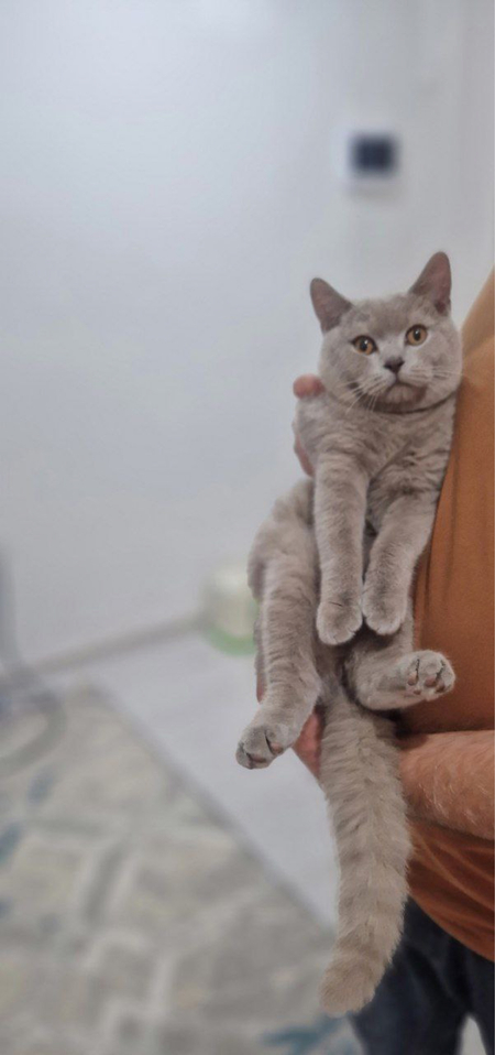 Мушук скоттиш страйт