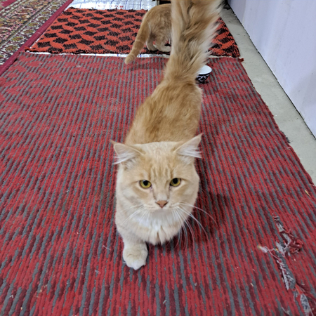 Zotdor Mushuklar sotiladi