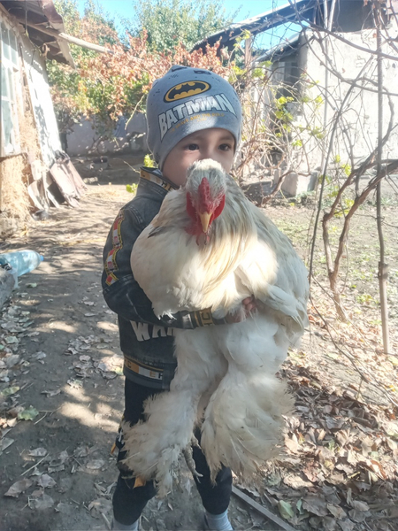 Brama soatiladi 1 yoshga to\\\'lgan.1ta xo\\\'roz 5ta tovuq