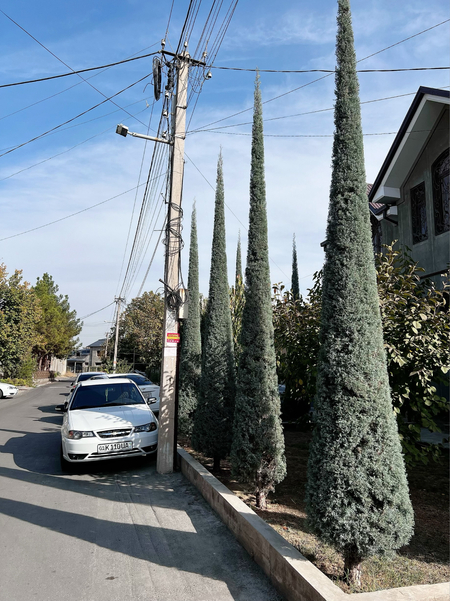 Kiparis Arizonka Italya