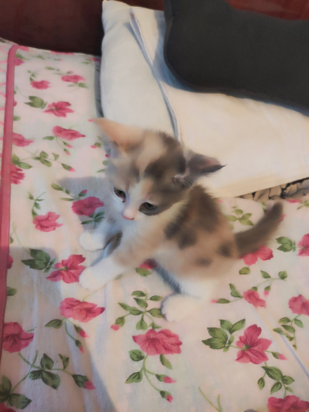 Продаються котята 2 девочки