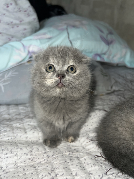Скоттиш Фолд