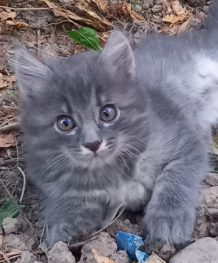 Котик как картинка