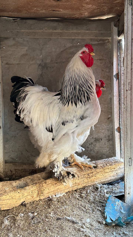 Toza qonli brama xurozlar