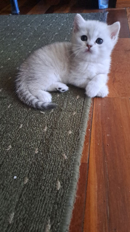 Котята британские 2 месяца