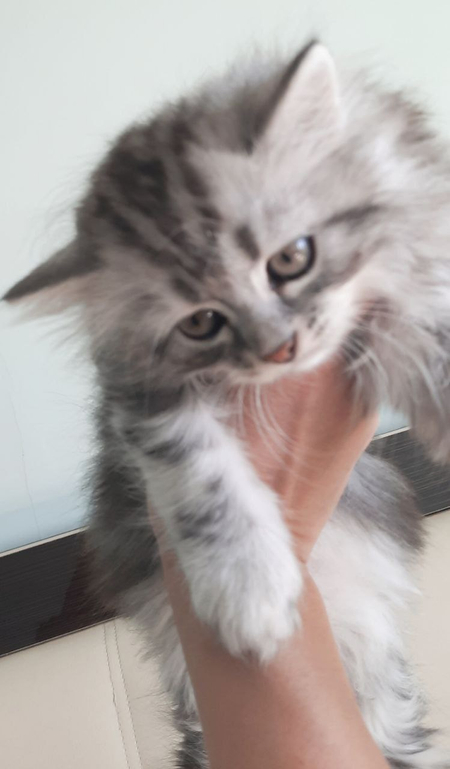 Продаётся шотландский котенок