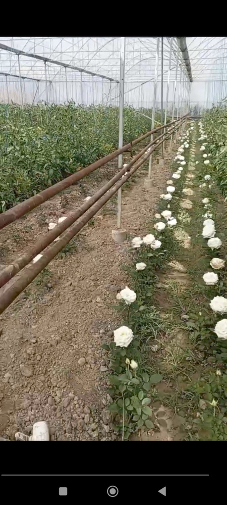 Gallaniski atirgullar sotiladi