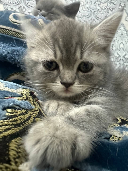 скотш страйт мушукчалар сотилади