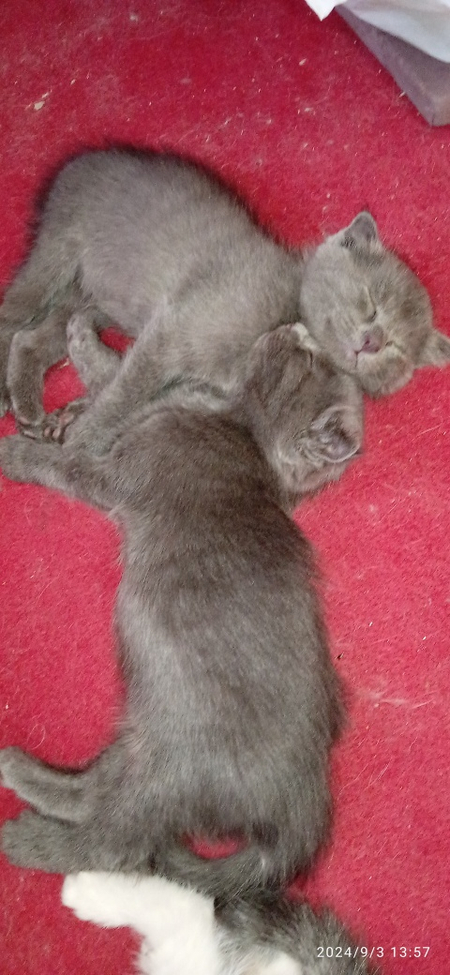 Продаются котята фолды и страйты
