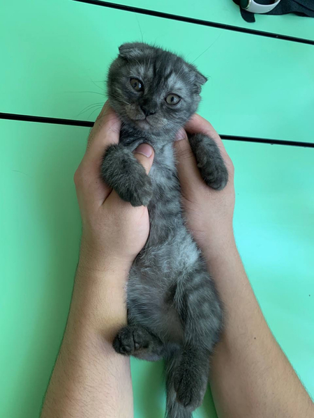 Шотландские котята!