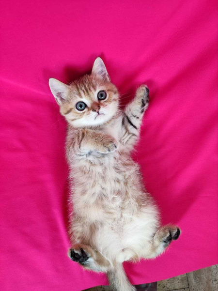 Котята Шотландские вислоухие