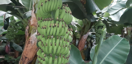 Banan ko'chat          .