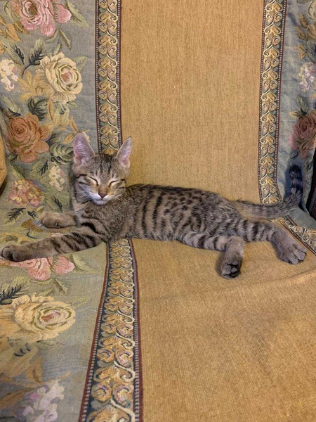 Котёнок в хорошие руки