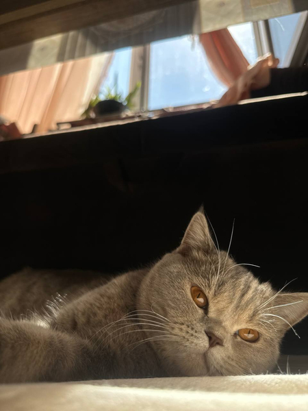 Кошка и котенок мальчик и девочка