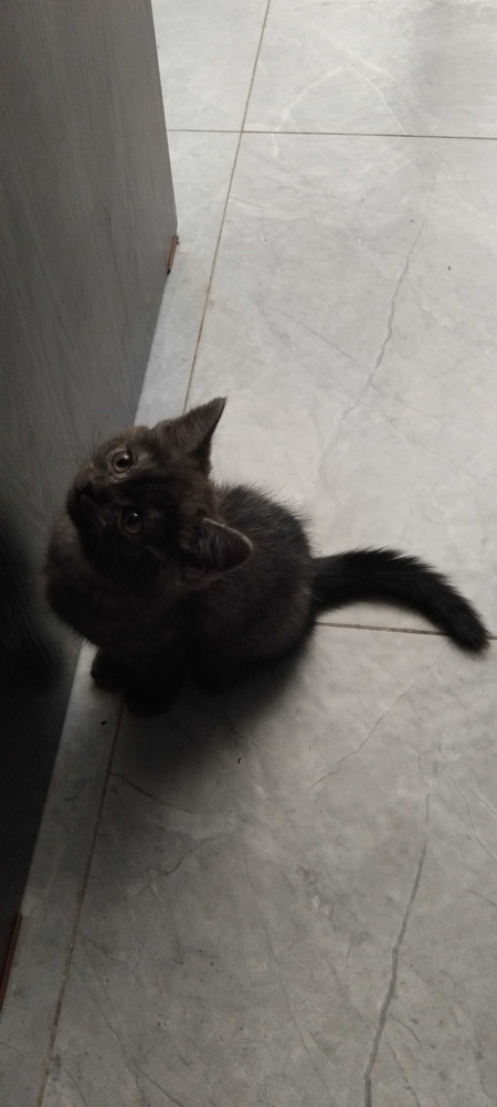 Продаю Котят пародистых