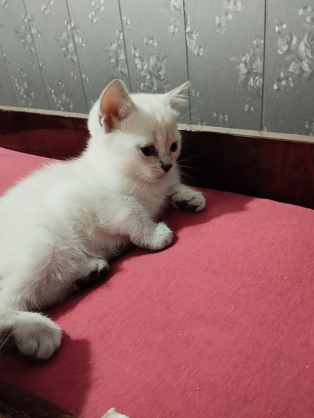 Продаются котята