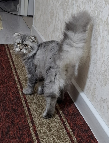 Срочно продам котенка шотландский вислоухий