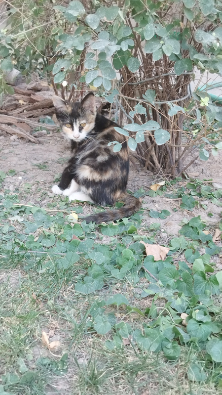 Отдам кошечку в хорошие руки